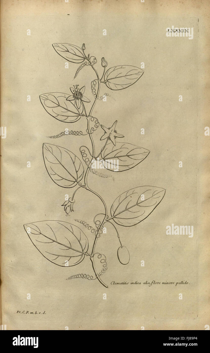 A detailed botanical description of plants native to the Americas ...