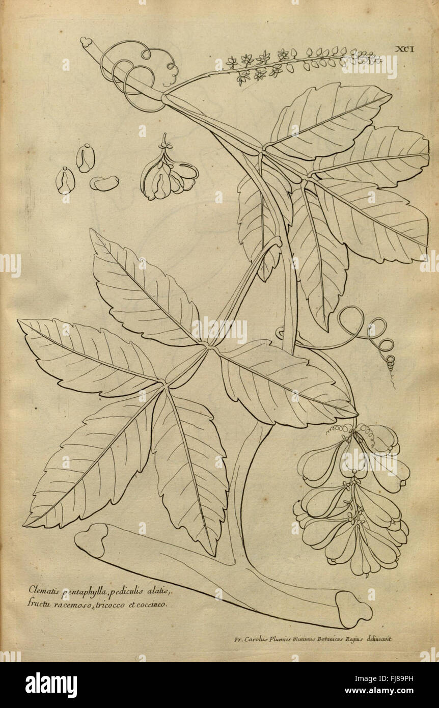 A botanical illustration from a pre-Linnean work describing plant ...