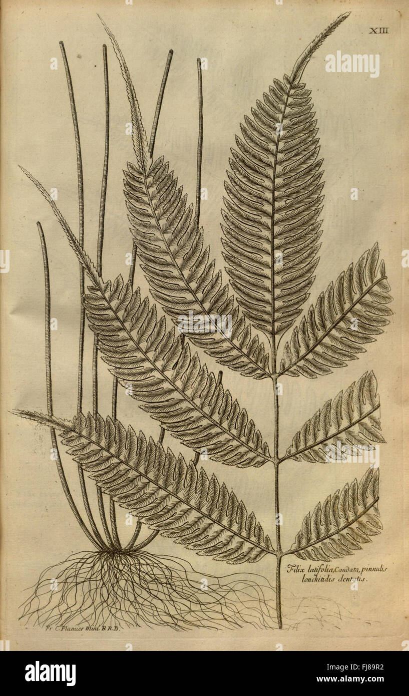 Description des plantes de l'Amérique (Pl. XIII), Botany, Missouri ...
