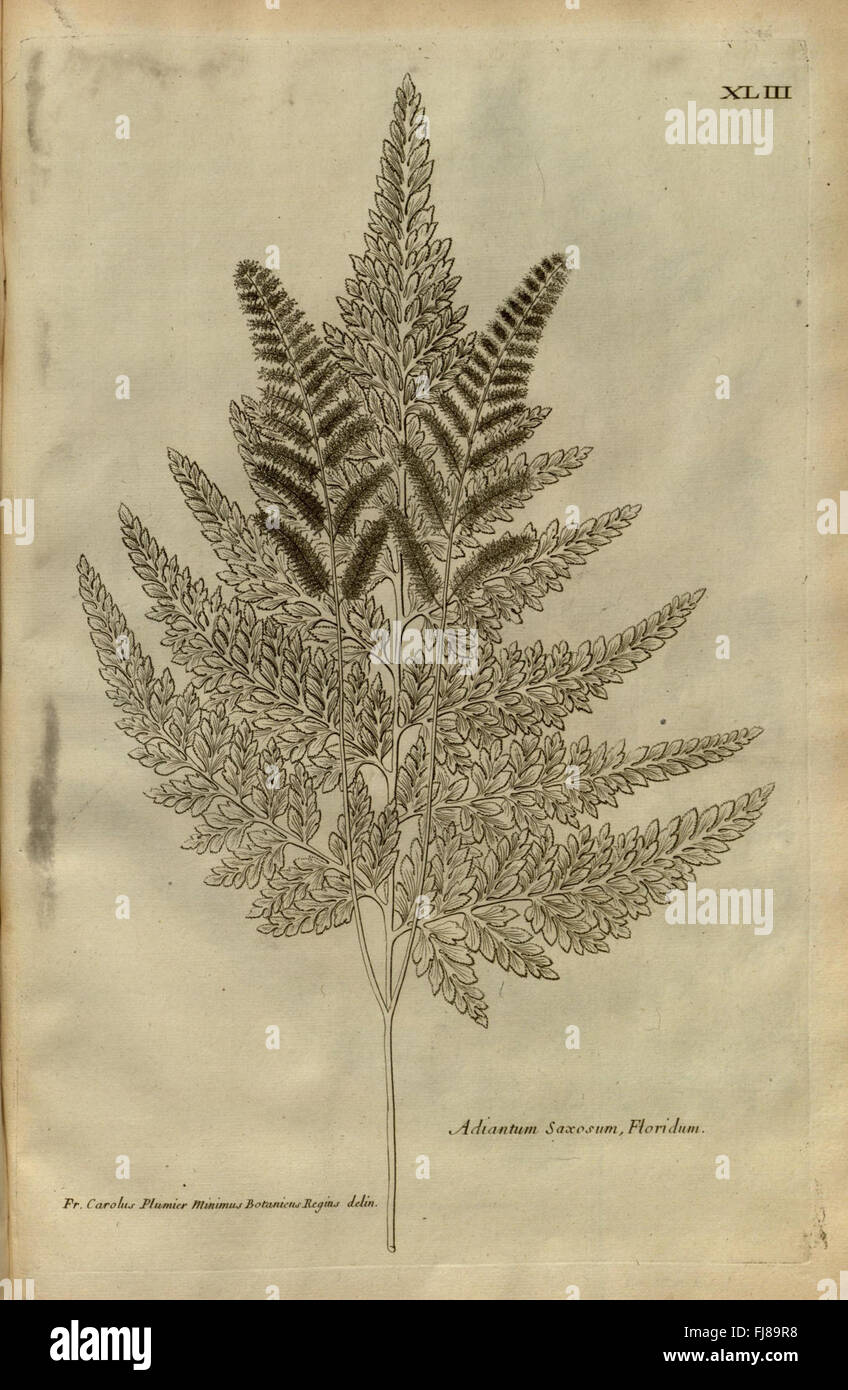 An early botanical work documenting plants from the Americas, focusing ...