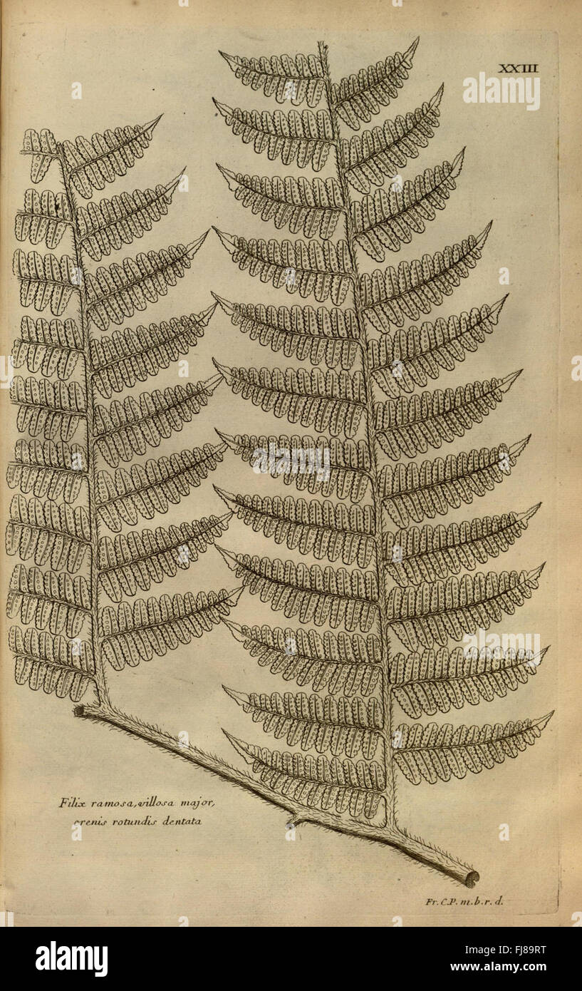 A botanical work describing plants native to the Americas, with ...