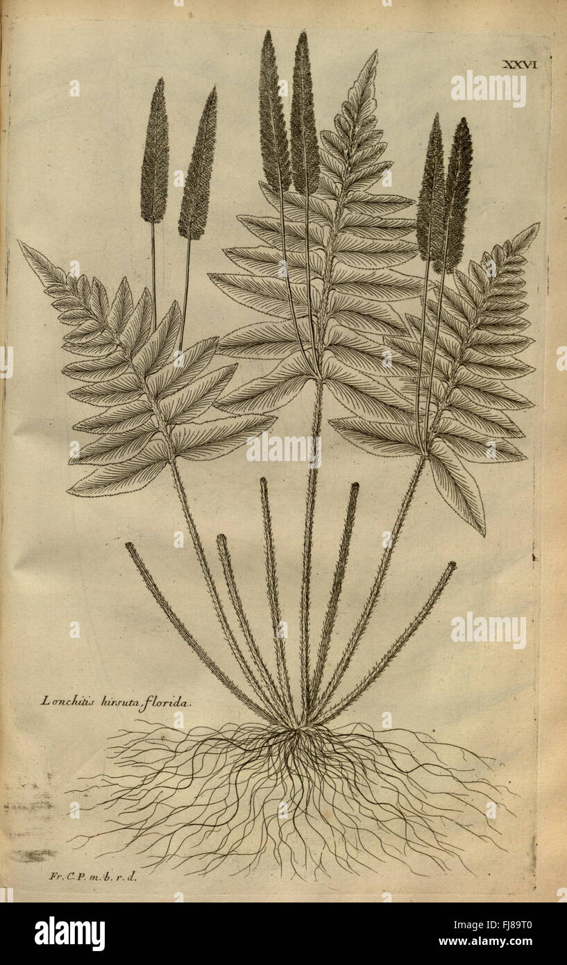 Description des plantes de l'Amerique (Pl. XXVI), Botany Missouri ...