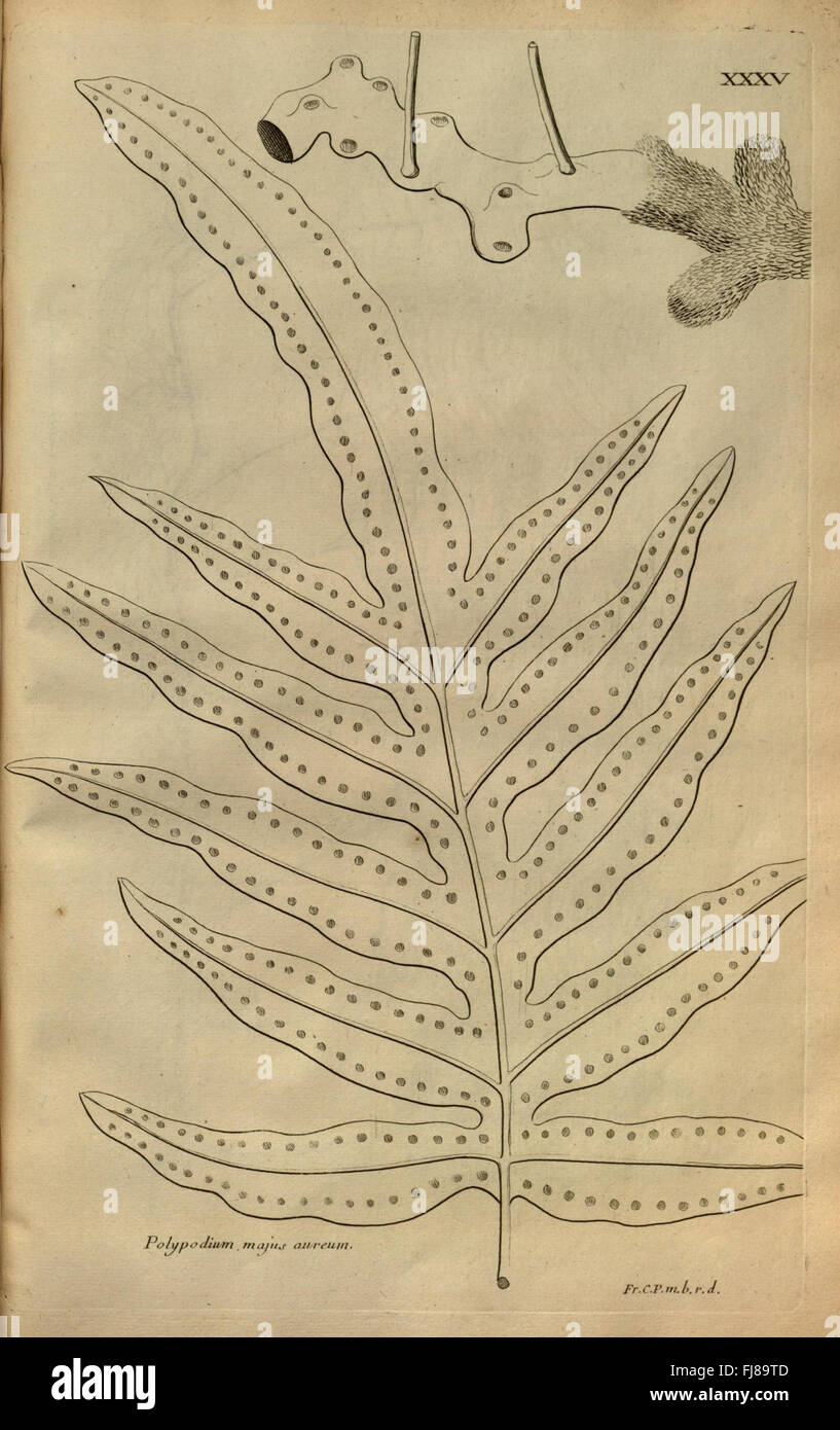 Description des plantes de l'Amérique (Pl. XXXV), Botany, Missouri ...