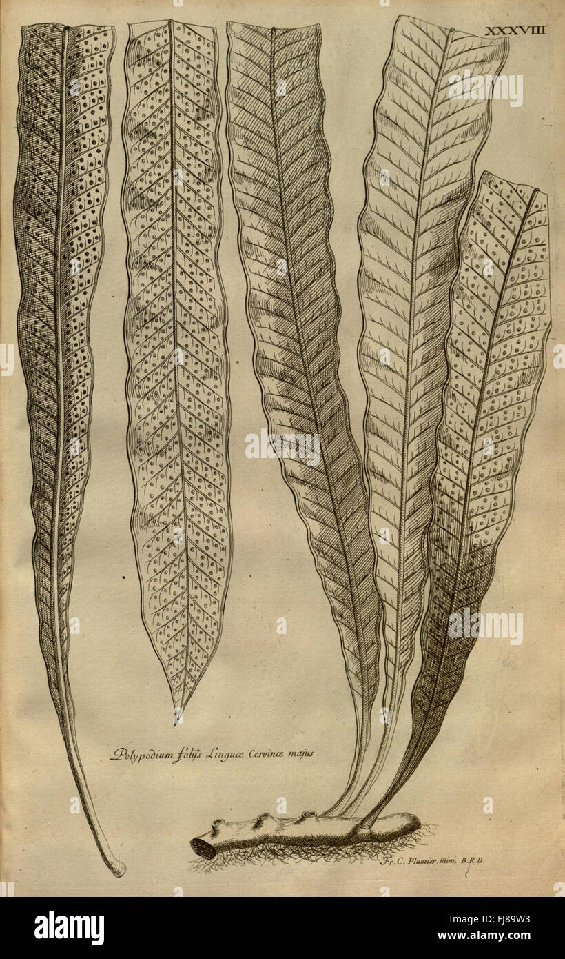 Botanical work describing plants native to the Americas, featuring ...
