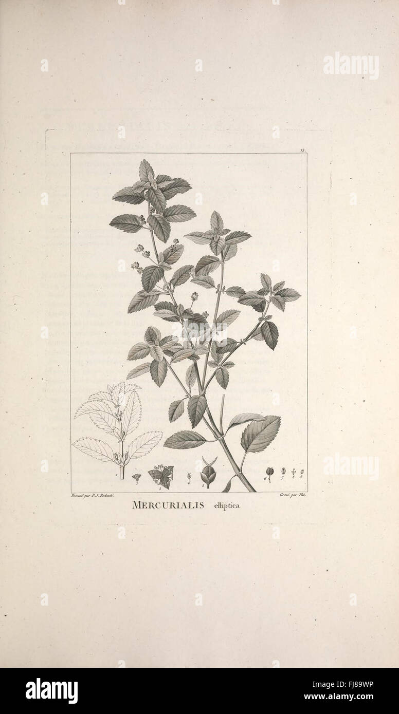 Illustration of newly discovered and lesser-known plant species from ...
