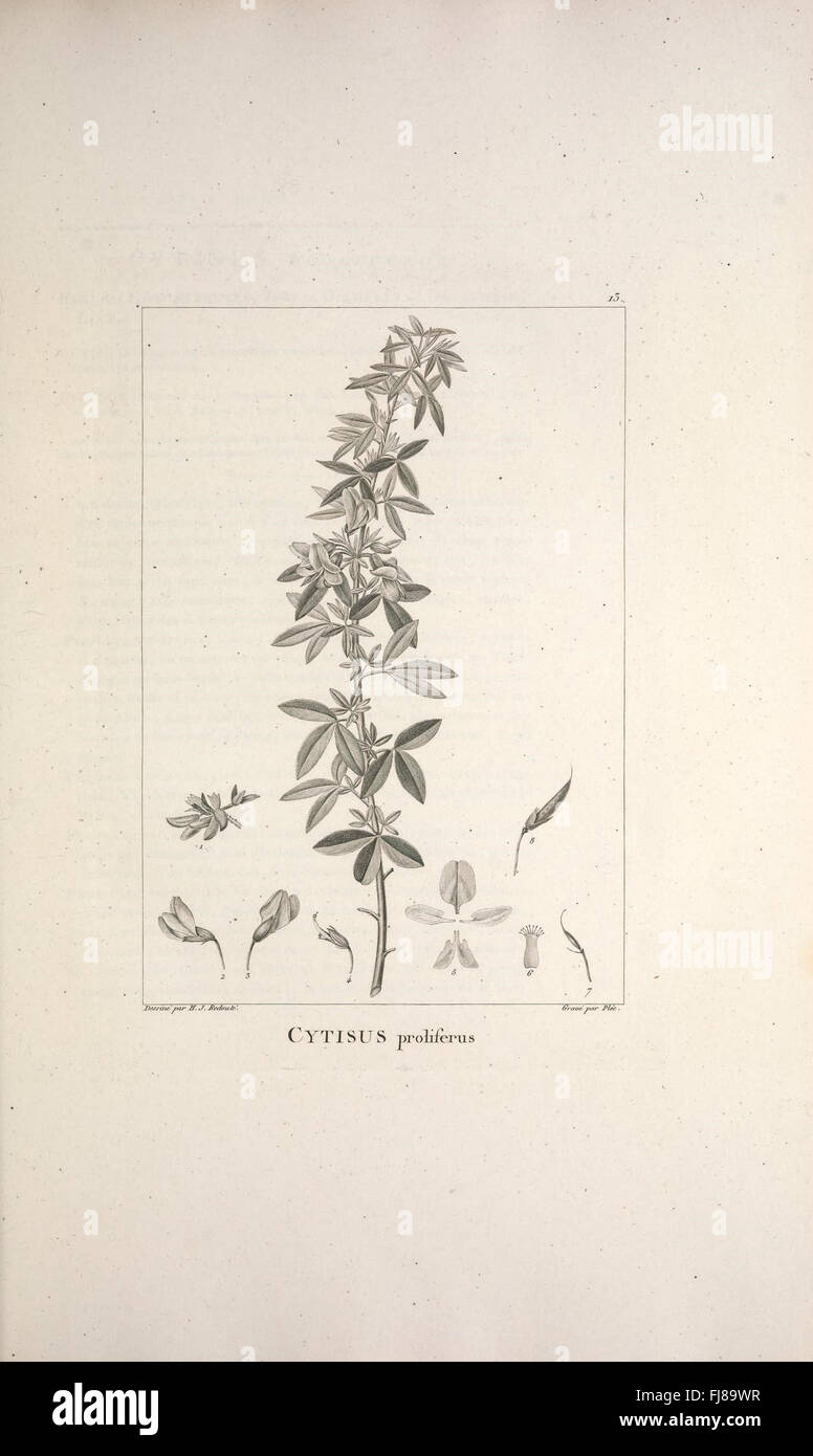 An exploration of newly discovered and little-known plants, with ...