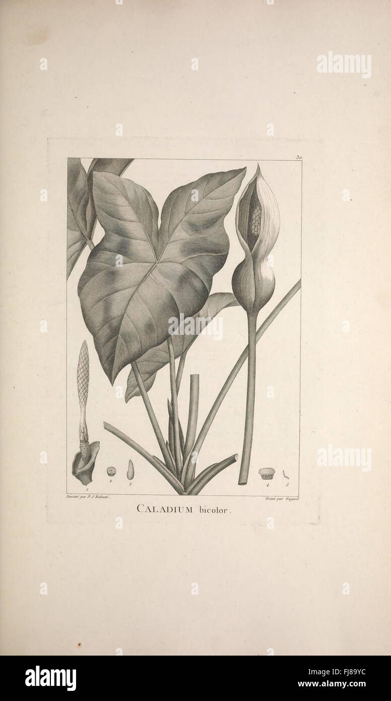 Description of New and Little-Known Plants - A detailed illustration ...