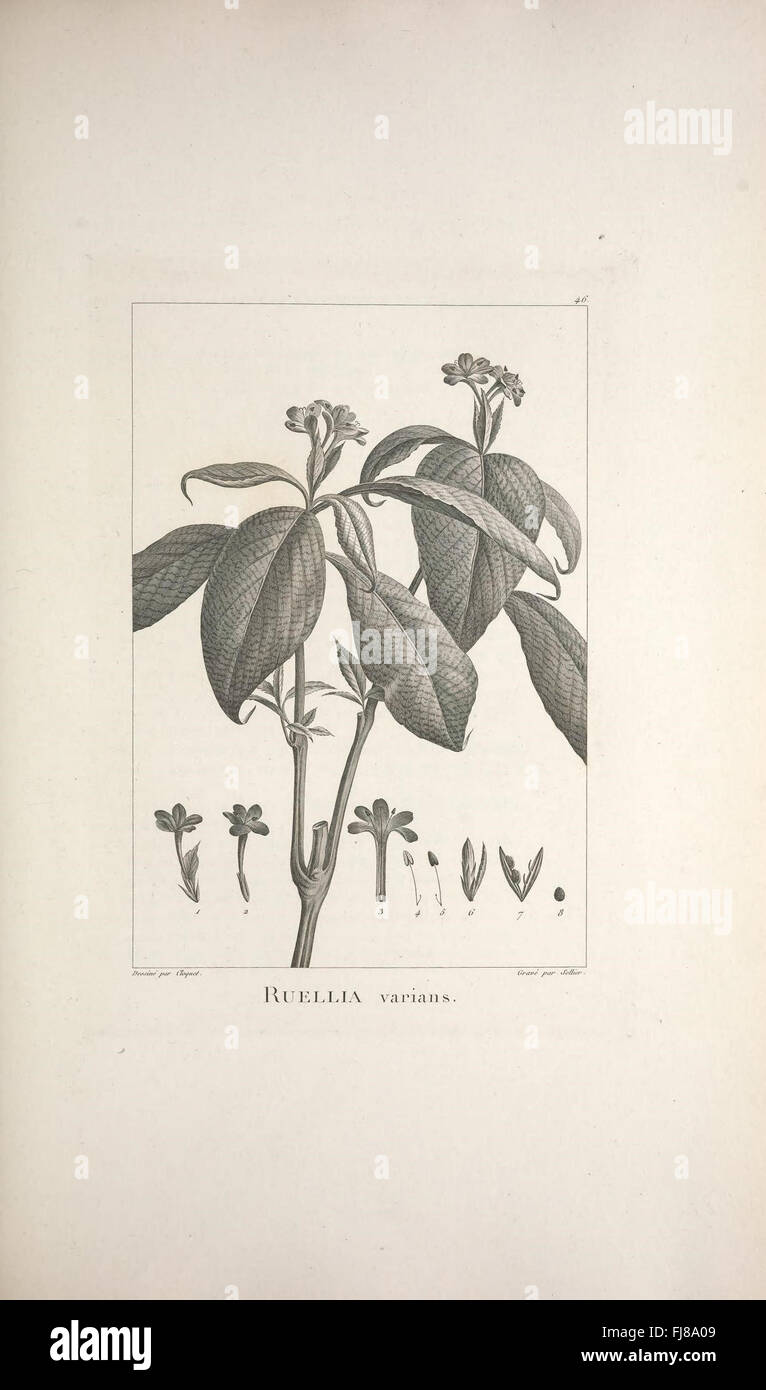 An illustrated catalog of newly discovered and lesser-known plant ...