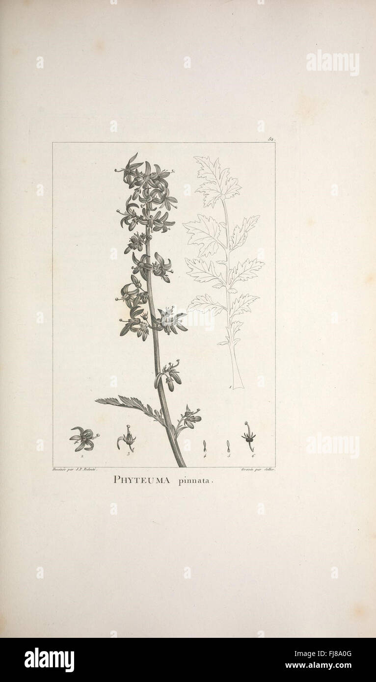 An illustration from a botanical work describing newly discovered and ...