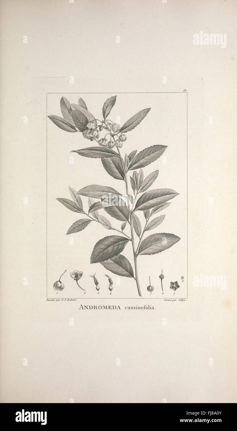 An illustrated description of new and lesser-known plants, showcasing ...