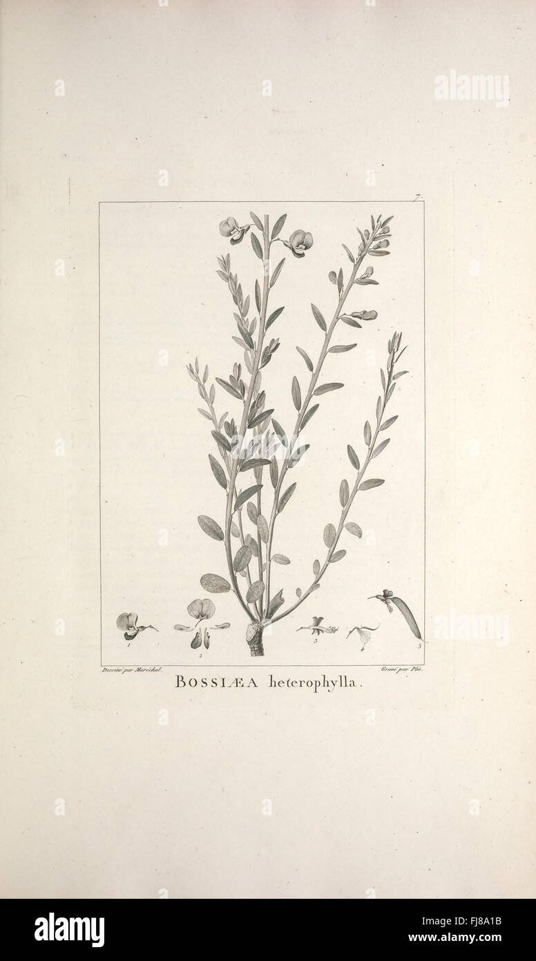 This botanical work describes new and lesser-known plant species ...