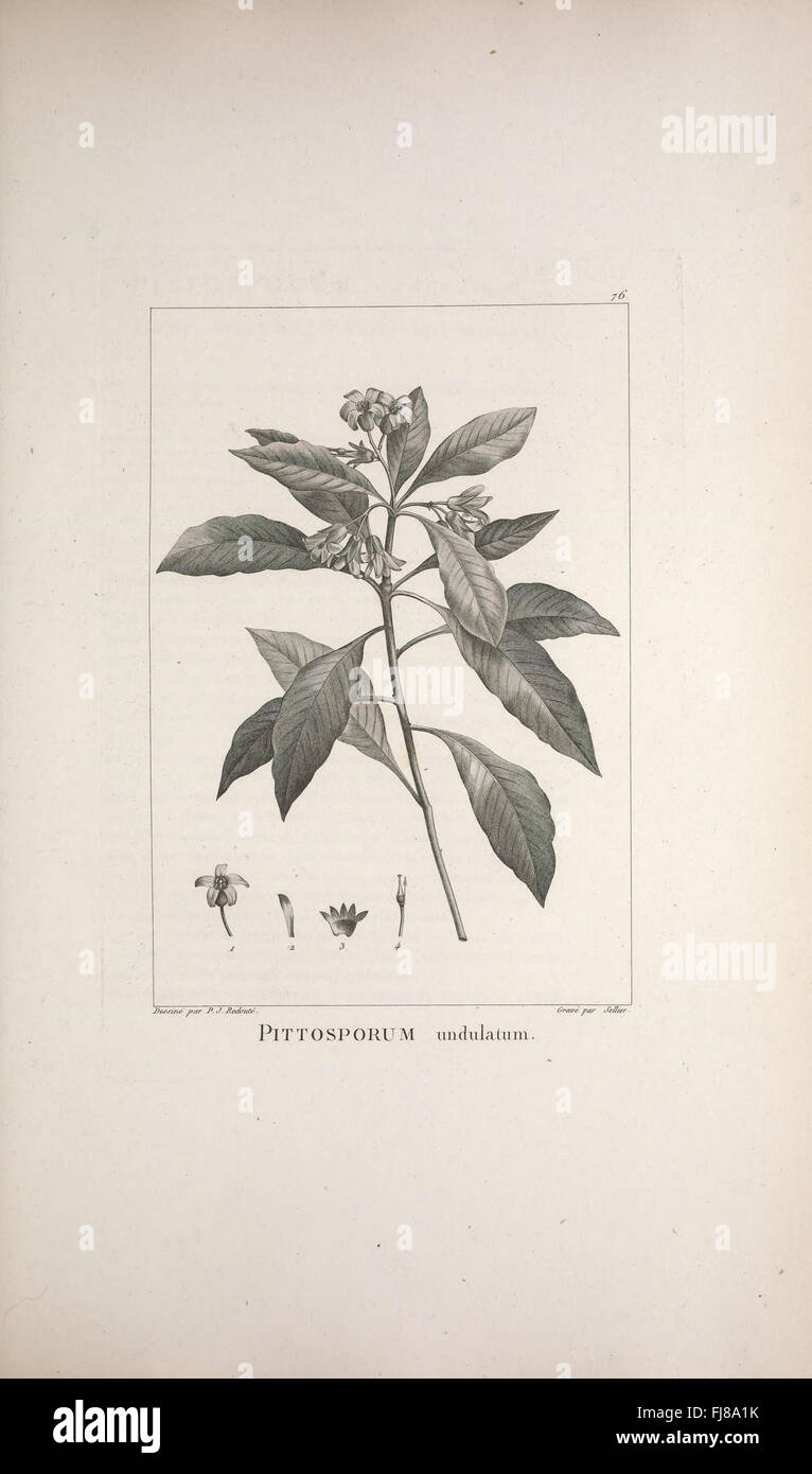 Description of New and Little-Known Plants (Plate 76) - A botanical ...