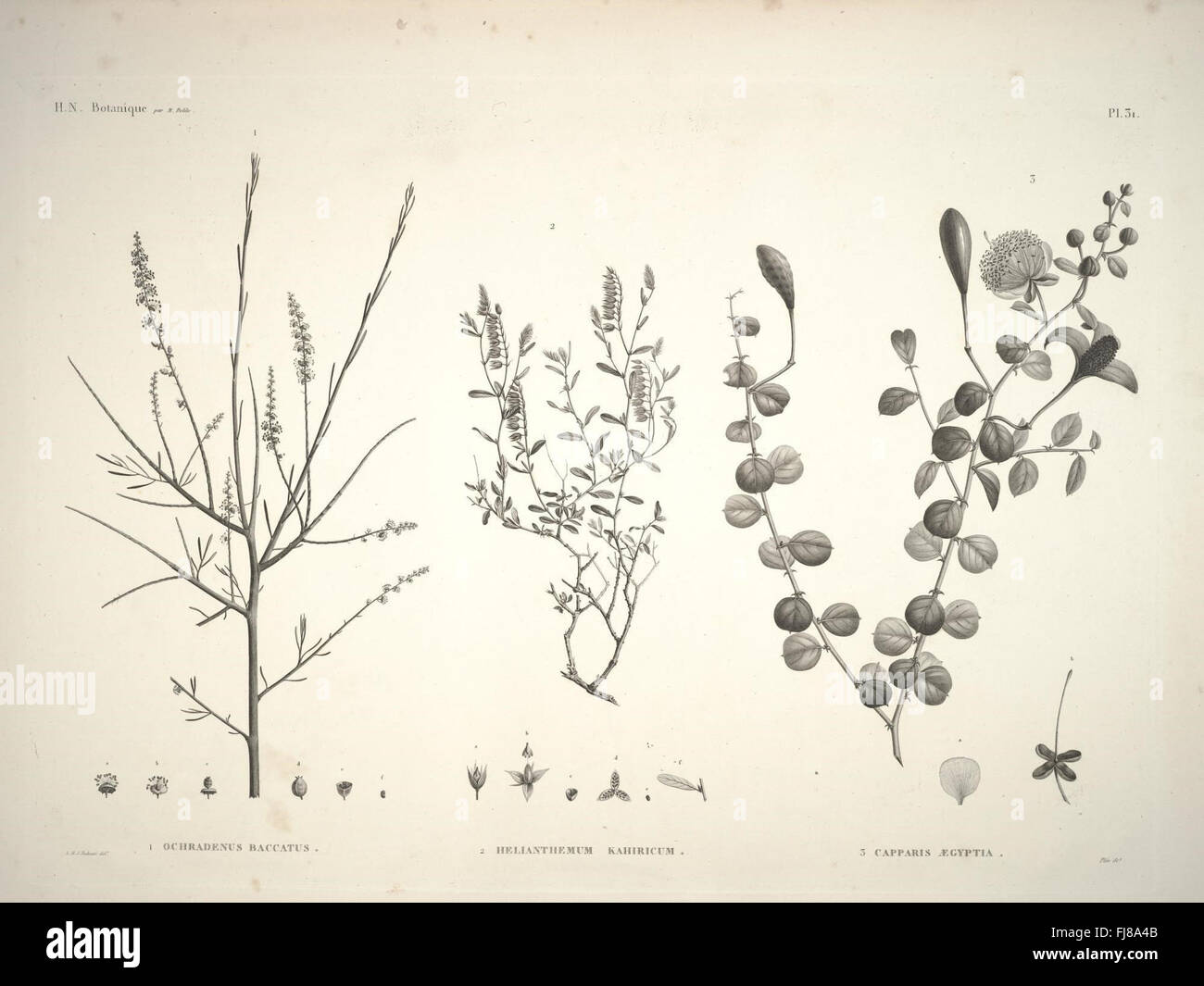 Egypt, Missouri Botanical Garden, Peter H. Raven Library, Music ...