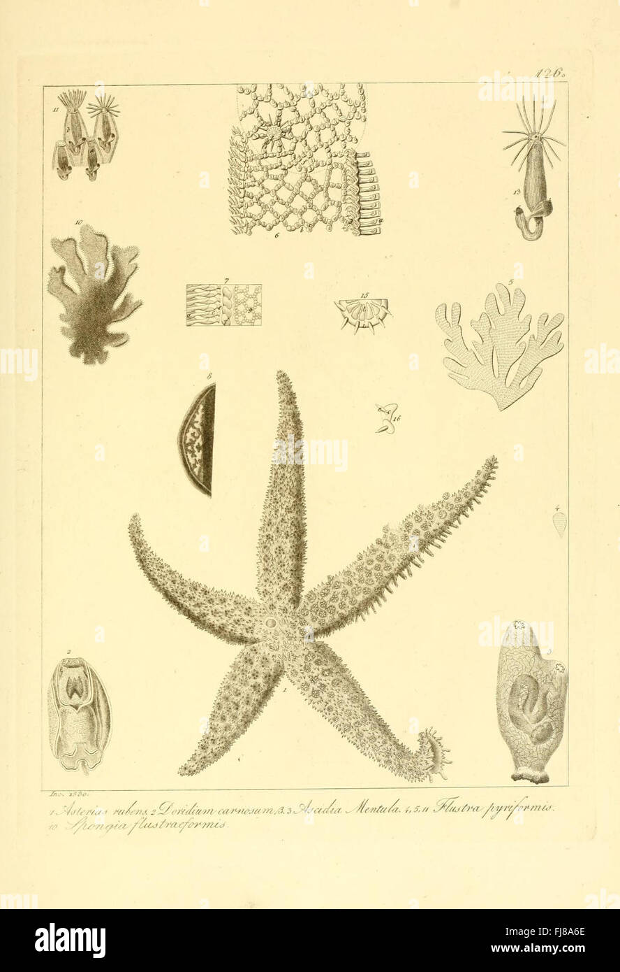 Description and anatomy of invertebrates from the Kingdom of the Two ...