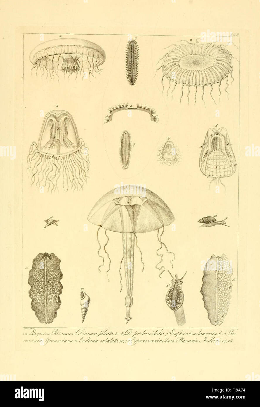 Detailed description and anatomy of invertebrate animals in the ...