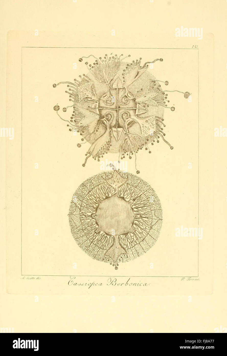 Harvard University, MCZ, Ernst Mayr Library, Invertebrates, Kingdom of ...