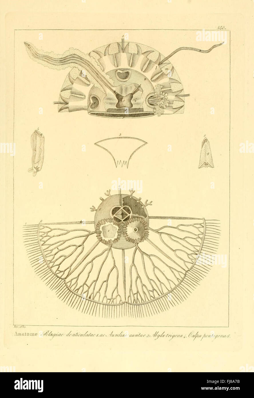 Marine invertebrate anatomy in the 19th century hi-res stock ...