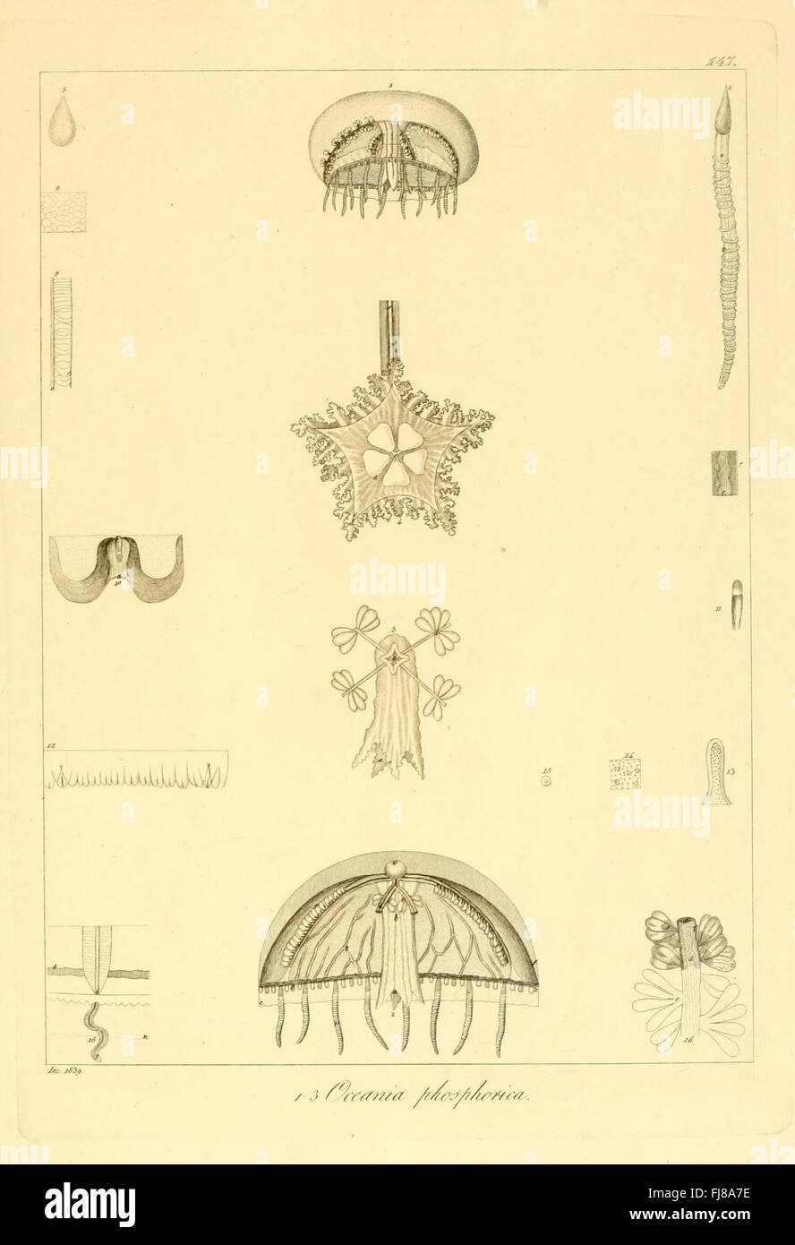 A detailed description and anatomical study of invertebrate animals ...