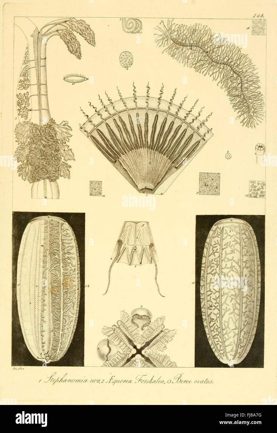 Description and Anatomy of Invertebrates from Lower Sicily - A detailed ...