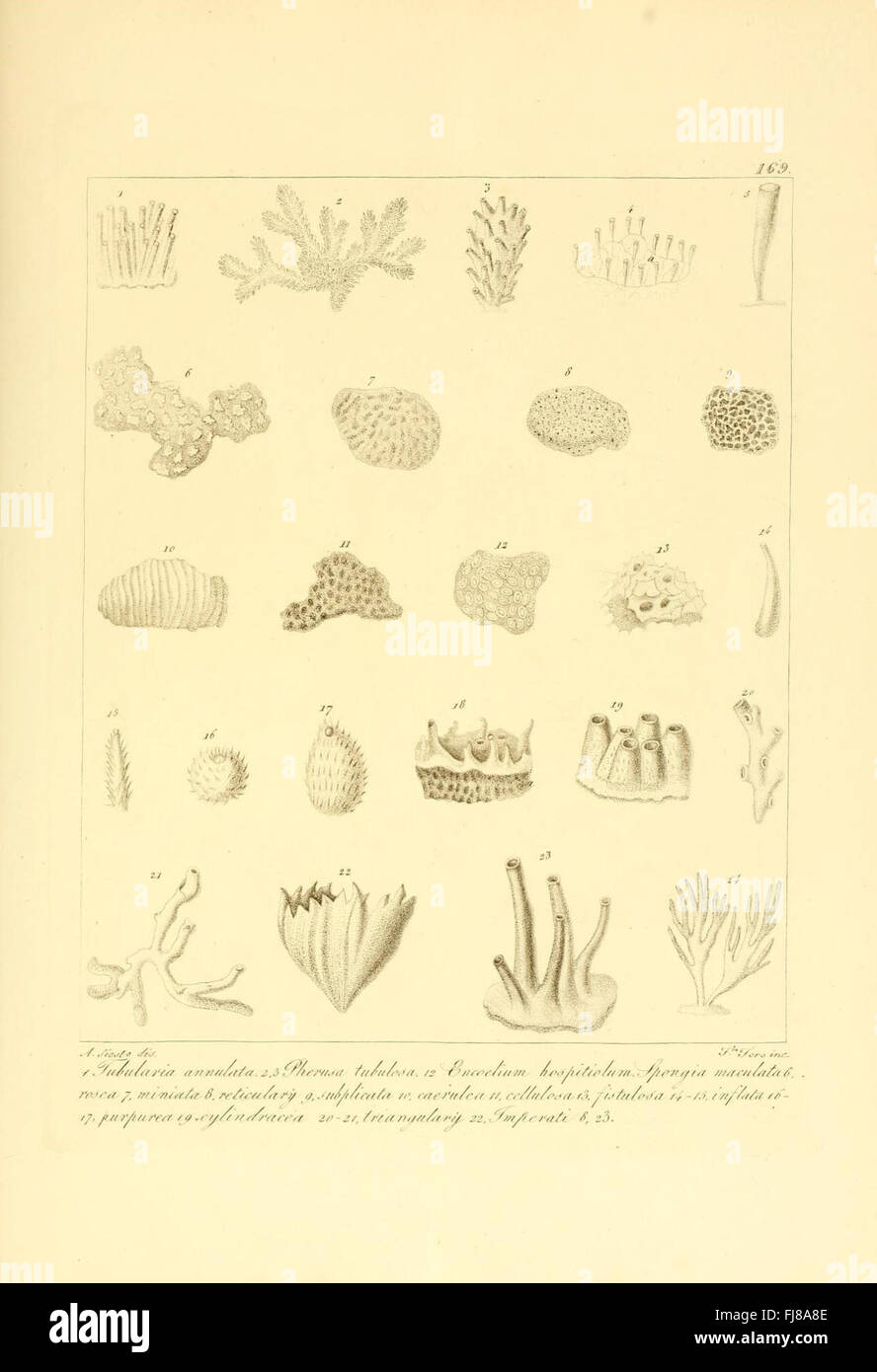 A description and anatomical study of invertebrate animals from the ...