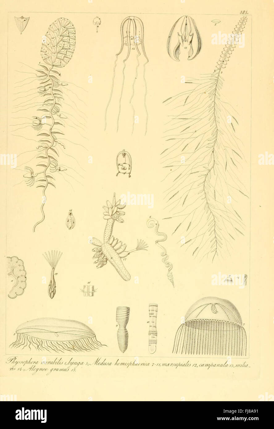 A detailed description of invertebrate animals from the Kingdom of the ...