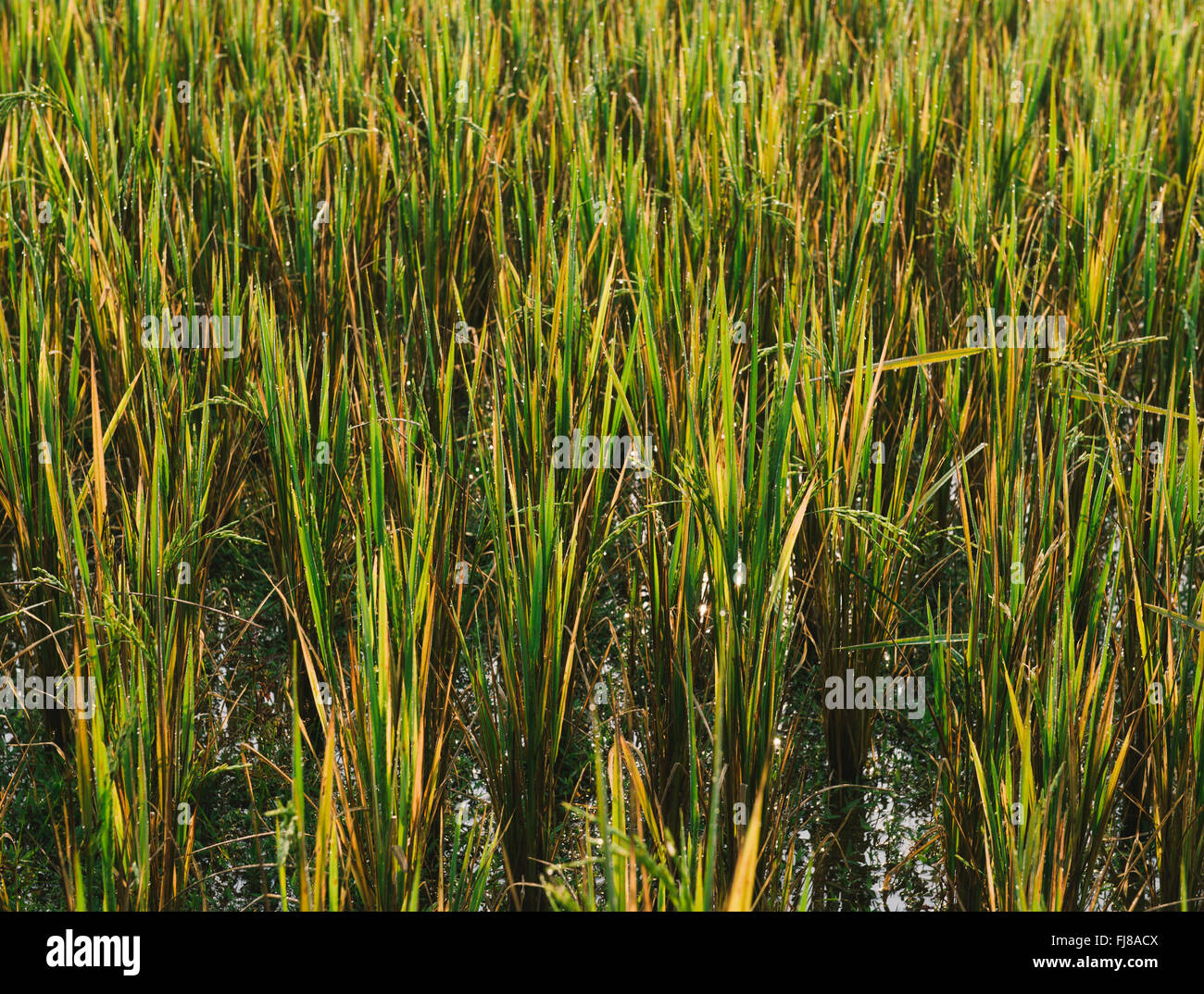 Paddy field in the morning Stock Photo - Alamy