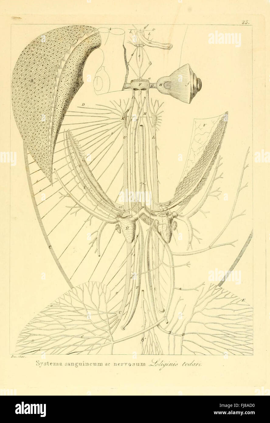 A detailed description and anatomy of invertebrate animals found in the ...