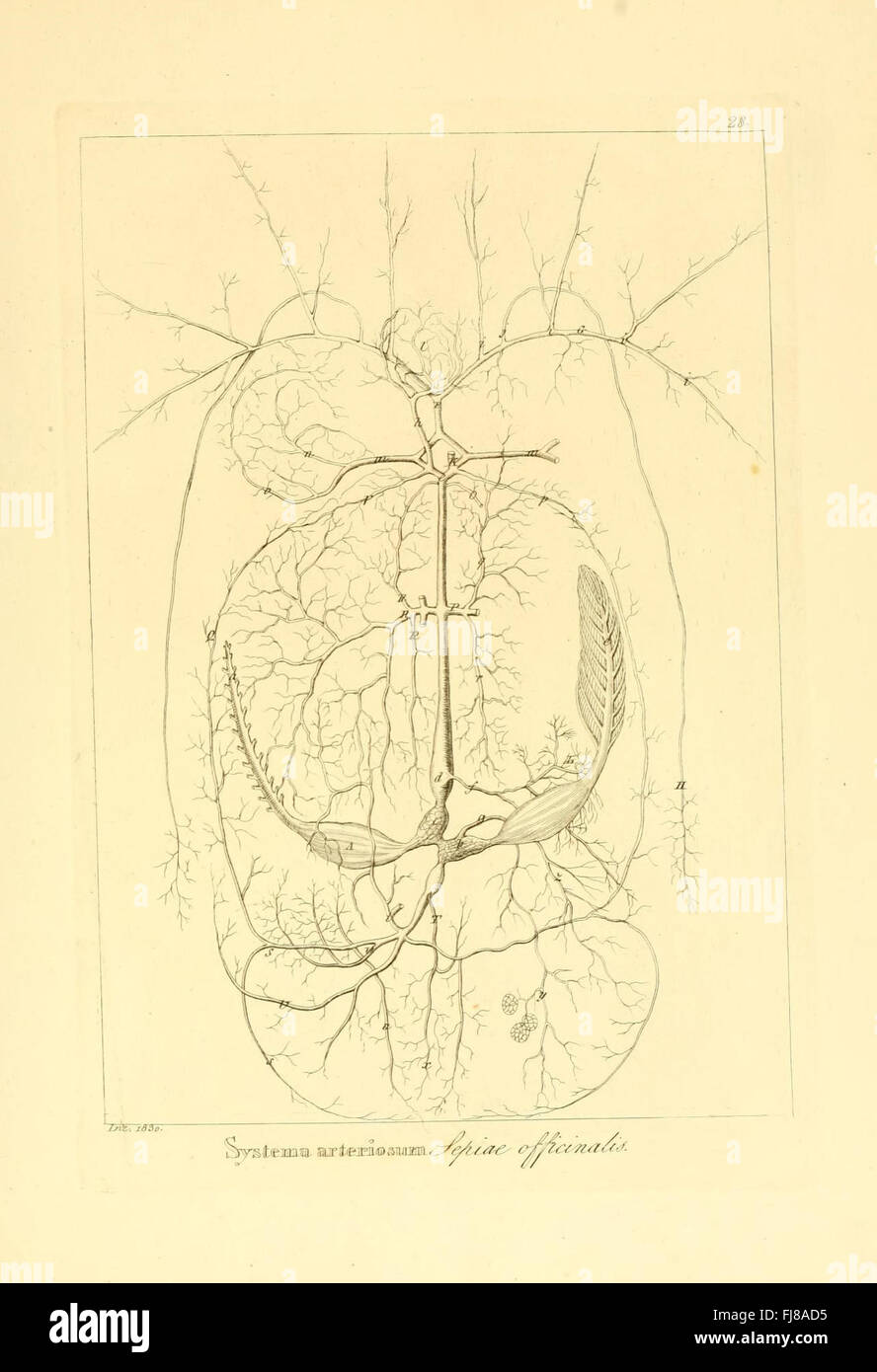 A description and anatomical study of invertebrate animals from the ...