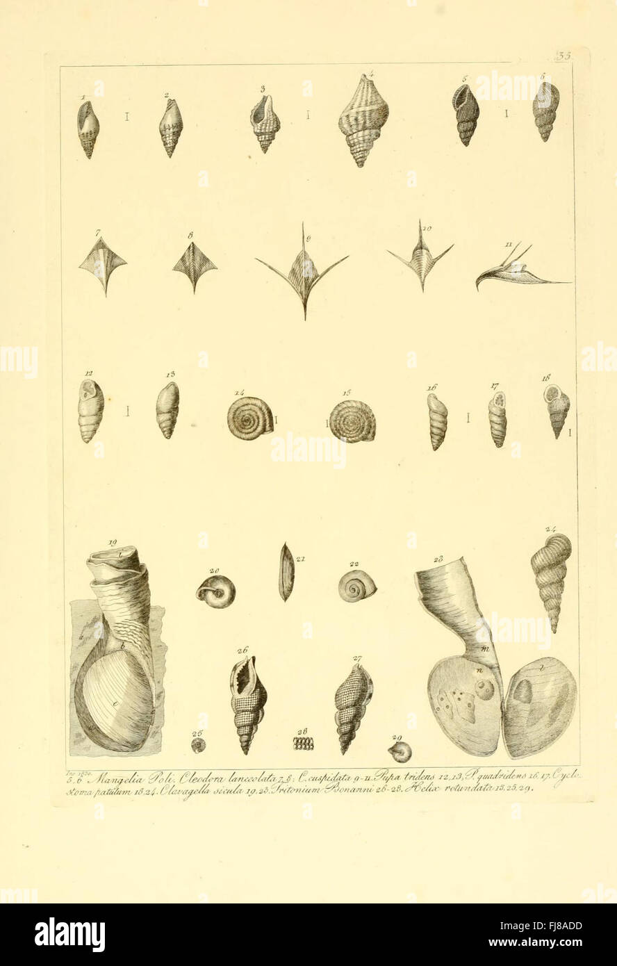 Italian work on the description and anatomy of invertebrates from the ...