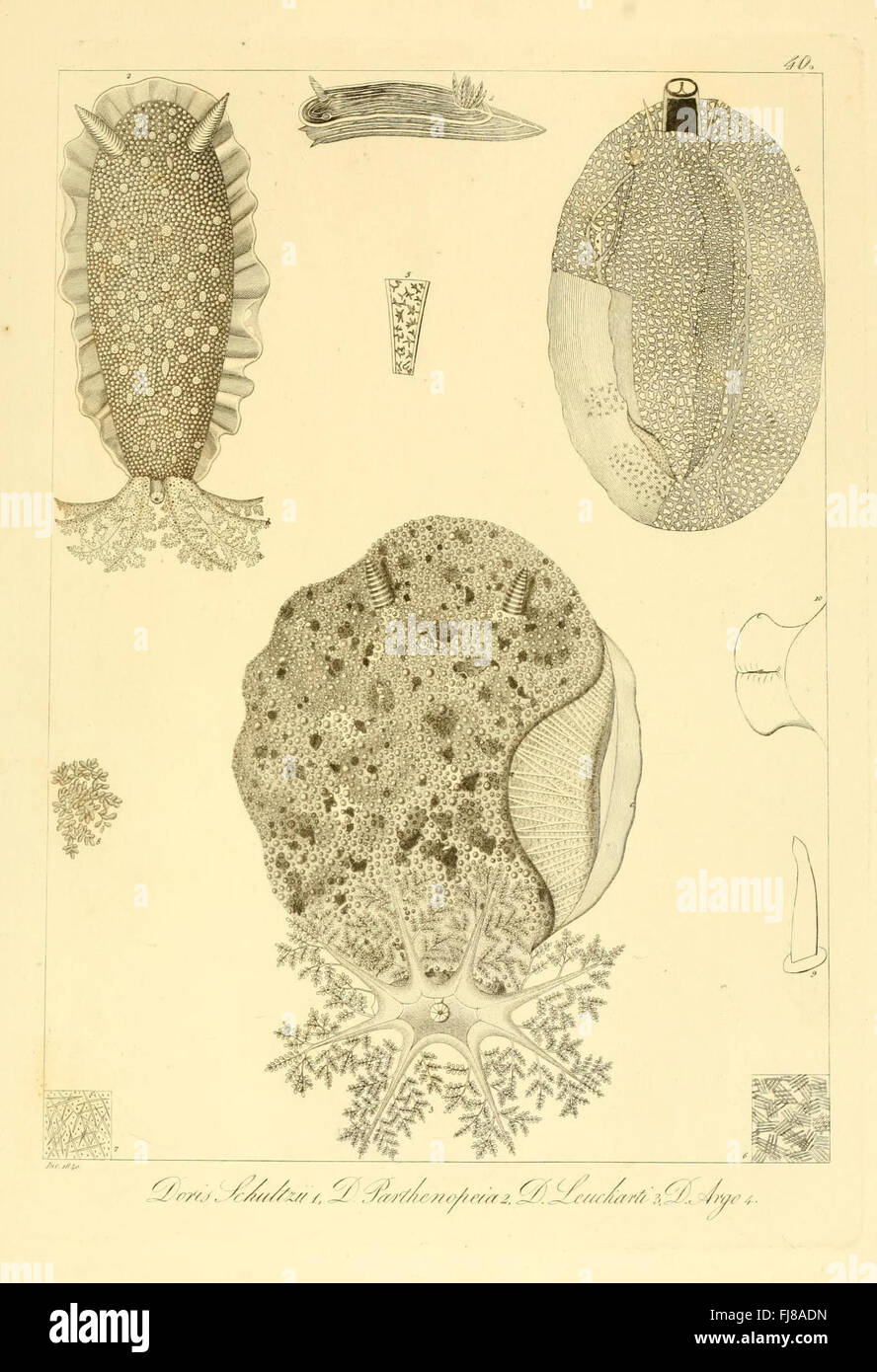 Detailed description and anatomy of invertebrates from the Southern ...