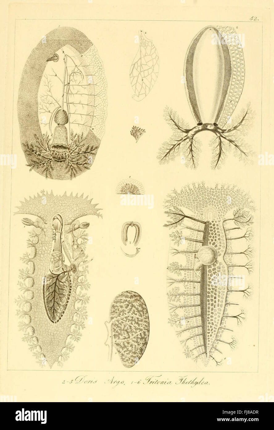 Description and anatomy of invertebrate animals from the central region ...