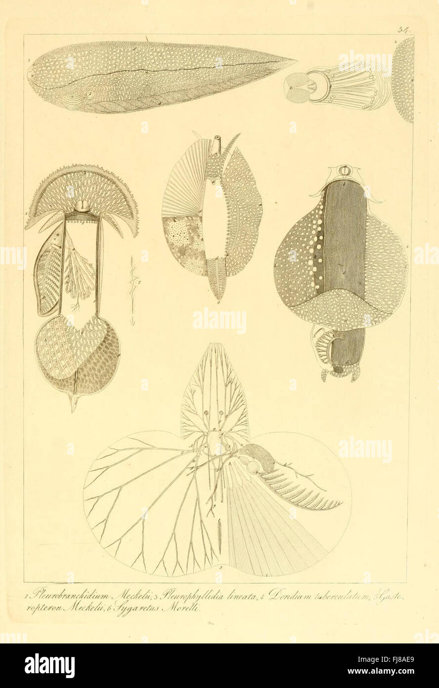 A detailed description and anatomy of invertebrate species from the ...