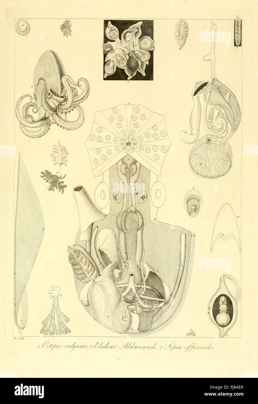 A work documenting the invertebrate animals of Lower Sicily, with a ...