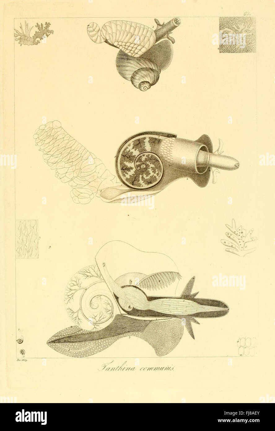 A detailed anatomical description and illustration of invertebrate ...