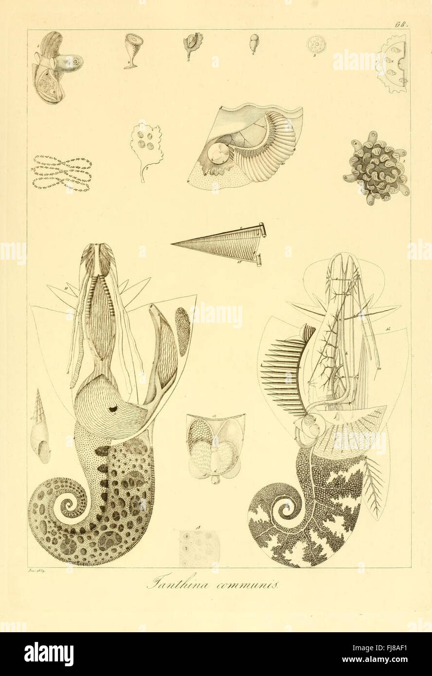 Illustrated description of invertebrate animals from Citerior Sicily ...