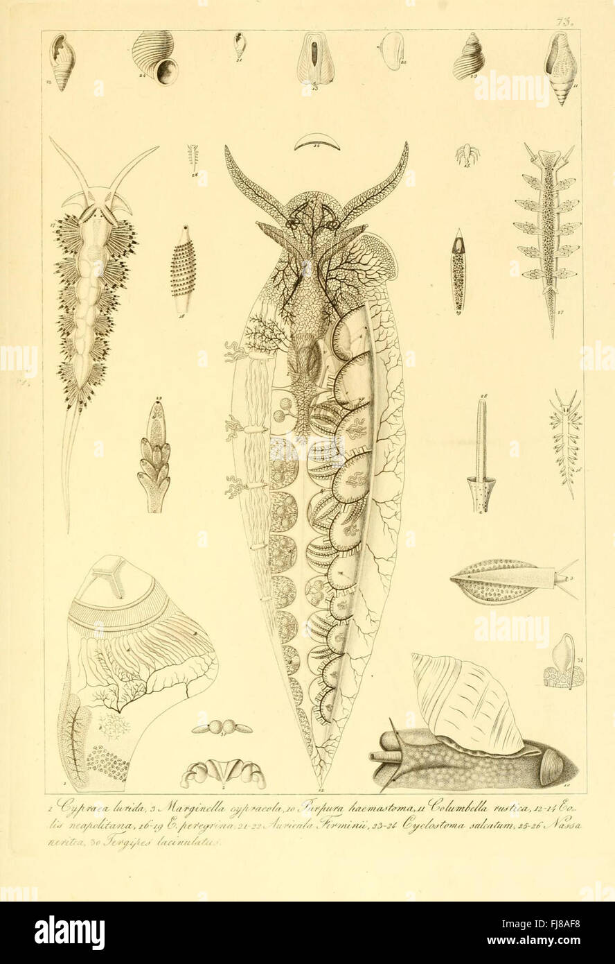 An anatomical description and illustration of invertebrates from the ...
