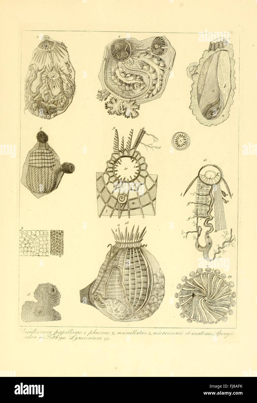 An illustrated work documenting the anatomy and classification of ...