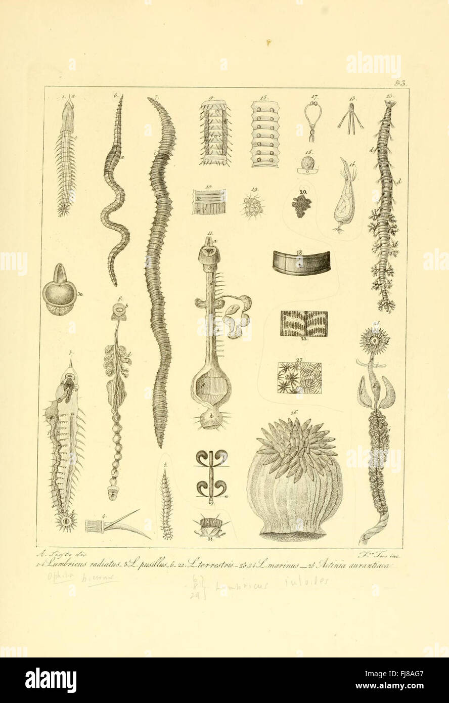 A detailed description and anatomical study of invertebrates from the ...