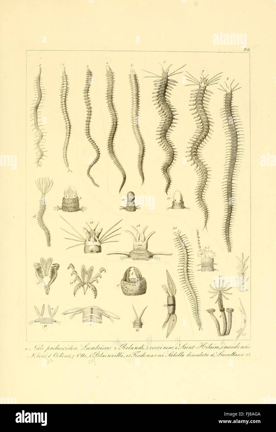 Description and anatomy of invertebrate animals from Sicily, with ...