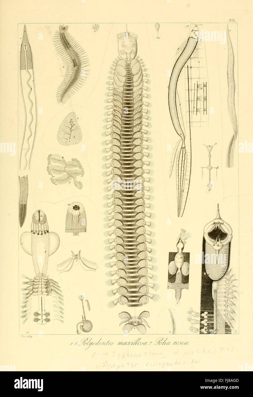 Detailed description and anatomy of invertebrate animals from the ...