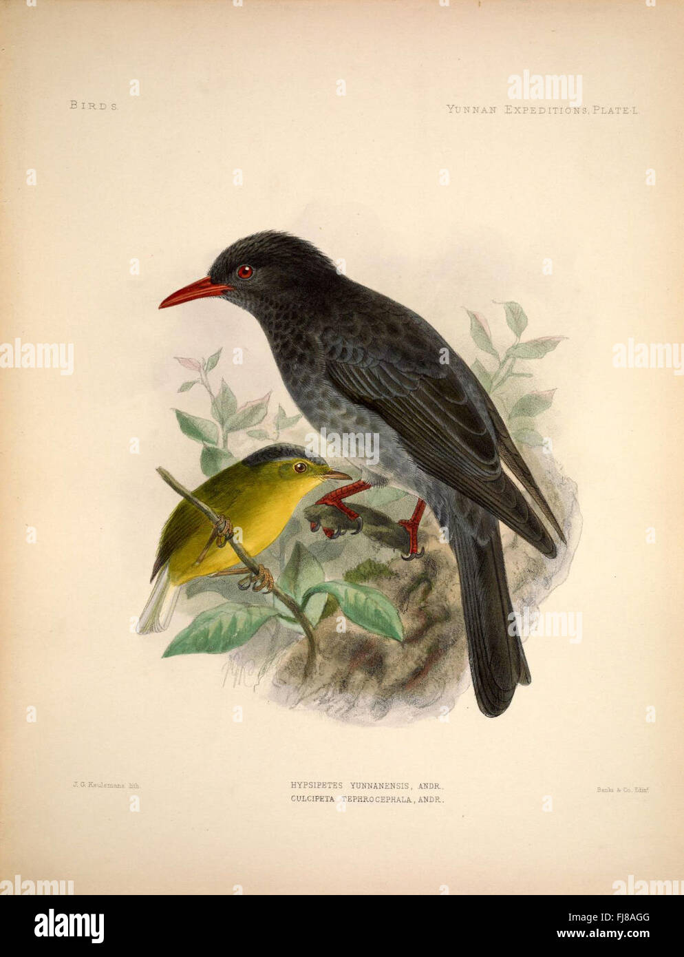 A detailed account of the zoological and anatomical findings from two ...