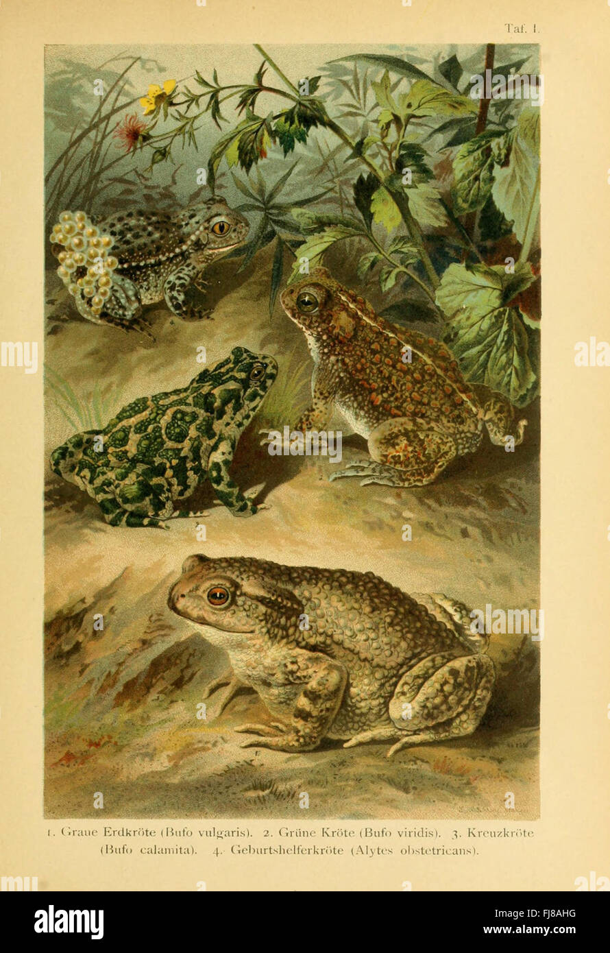 M amphibien hi-res stock photography and images - Alamy