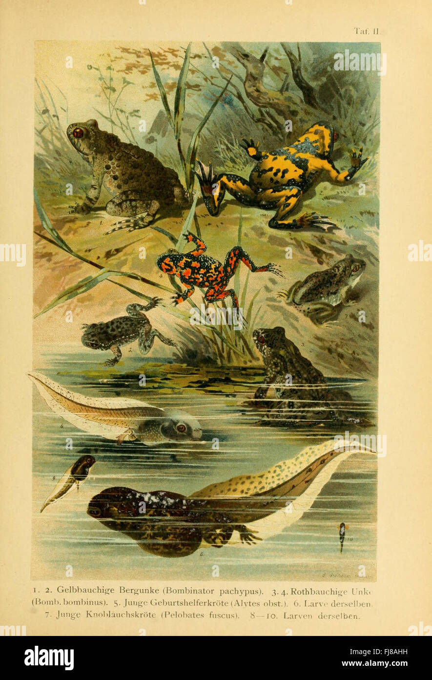 A comprehensive guide to the amphibians and reptiles of Germany ...