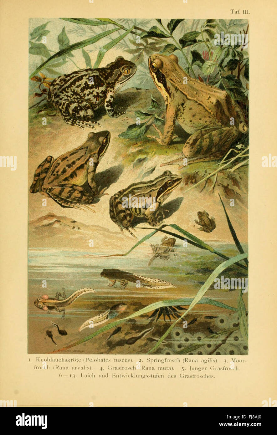 A detailed study of amphibians and reptiles native to Germany, focusing ...