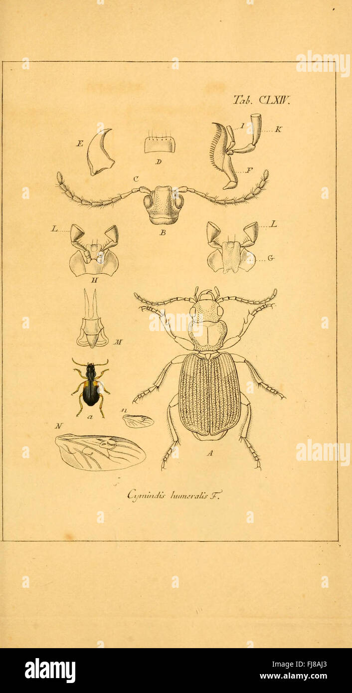 Deutschlands Insecten (Tab. CLXIV): A comprehensive work on the insects ...