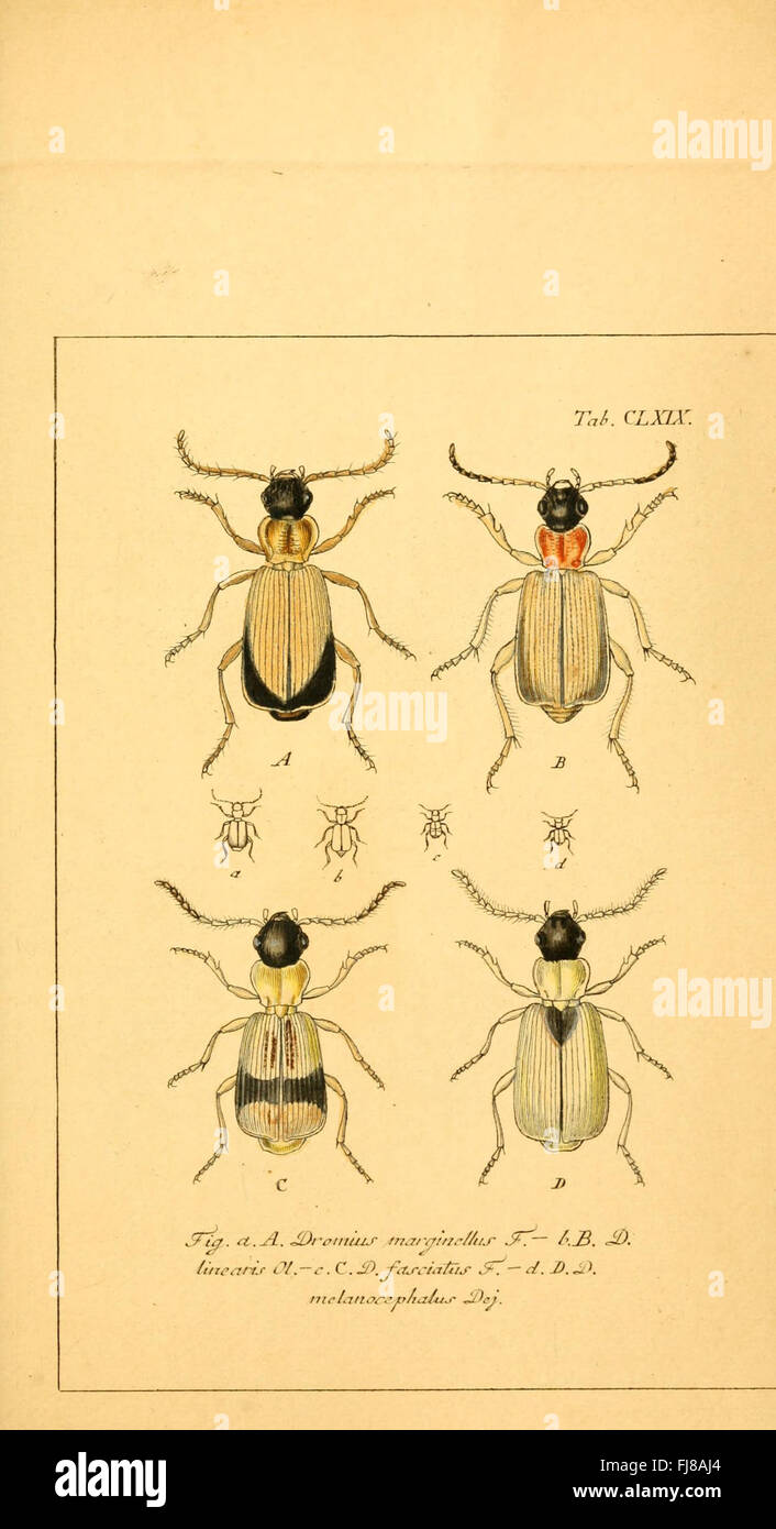 Scientific illustrations of German insects, including beetles Stock ...