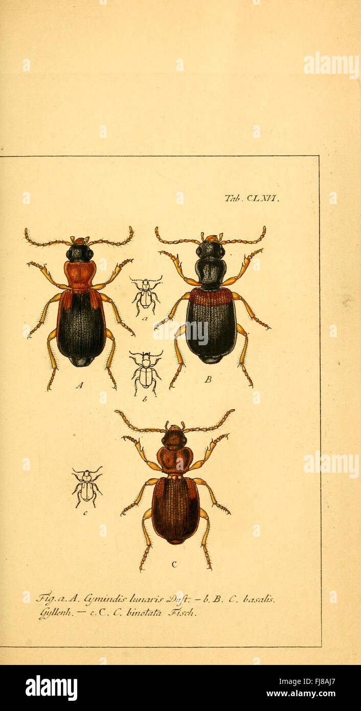 Deutschlands Insecten (Tab. CLXVI Stock Photo - Alamy