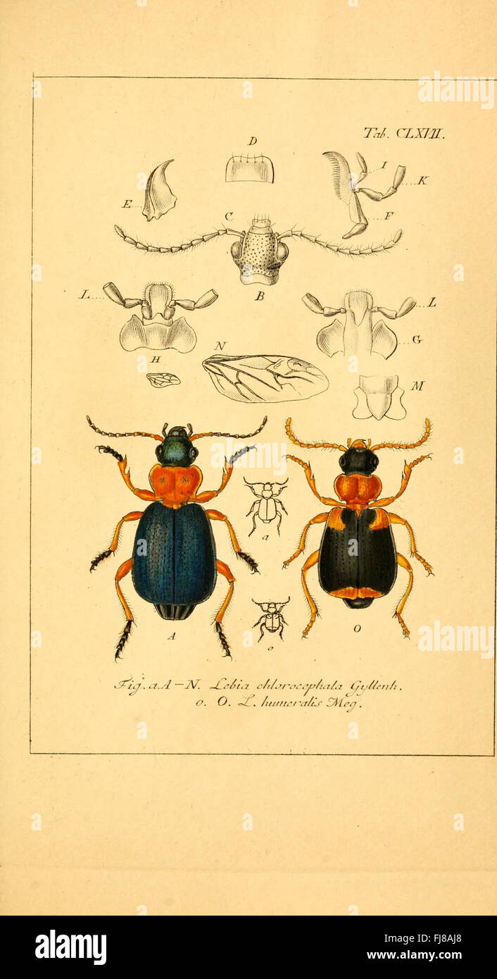 Deutschlands Insecten, showcasing insect species from Germany through ...