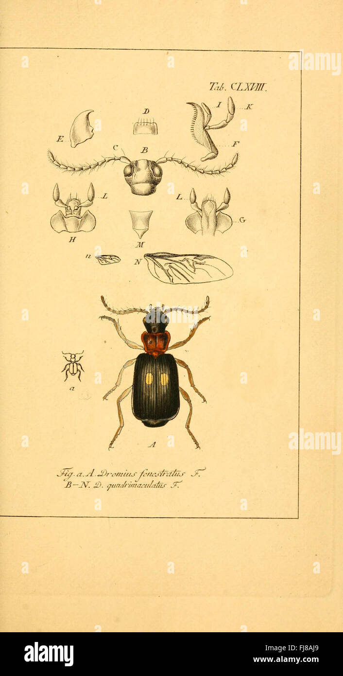 Deutschlands insecten hi-res stock photography and images - Alamy
