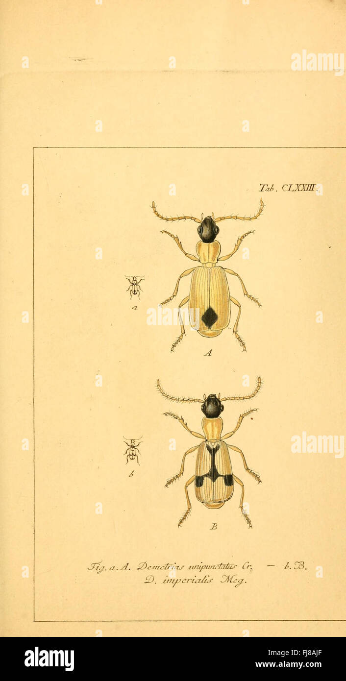 Deutschlands Insecten - Insects of Germany, Pictorial Works Stock Photo ...